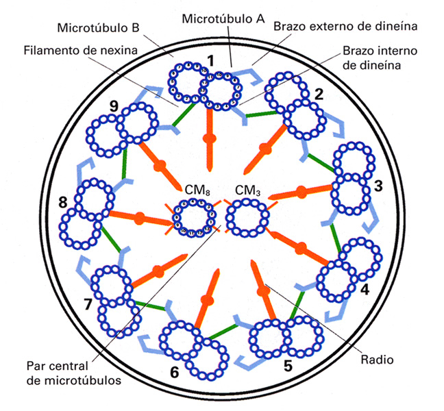 Citoesqueleto y otros