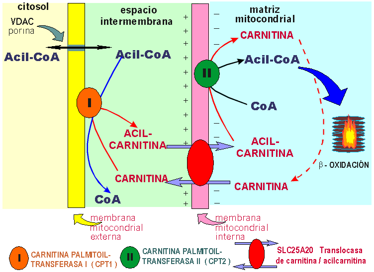 Transportador Carnitina